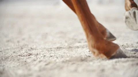 Tracking horse hooves while running in s... | Stock Video | Pond5