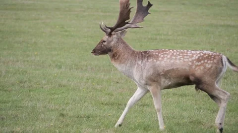 Tracking a large male fallow deer (buck)... | Stock Video | Pond5