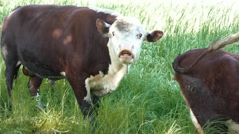 Herding Behavior Stock Videos – Royalty-Free HD & 4K Videos | Pond5