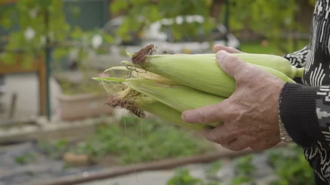 Old and Sweet Stock Videos – Royalty-Free HD & 4K Videos | Pond5