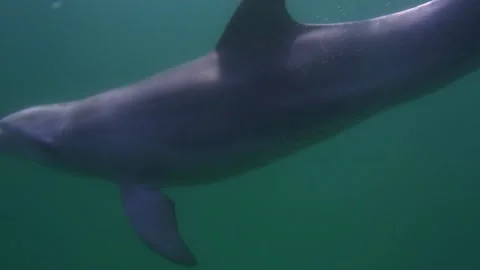 Tracking Shot Of A Bottlenose Dolphin Sw... | Stock Video | Pond5