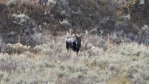 tracking shot of a bull moose walking at... | Stock Video | Pond5