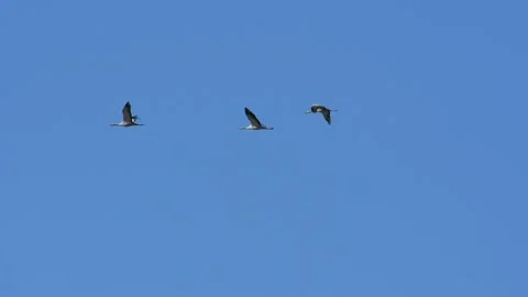 Tracking shot following three common cra... | Stock Video | Pond5