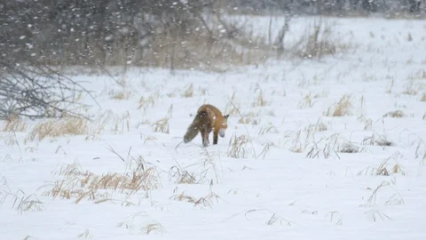 Tracking shot of fox walking away in the... | Stock Video | Pond5