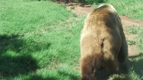 Tracking shot of a grizzly bear walking ... | Stock Video | Pond5