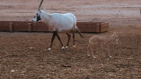 Tracking shot of a group of white oryx a... | Stock Video | Pond5