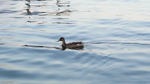 Tracking shot of an isolated young duck ... | Stock Video | Pond5