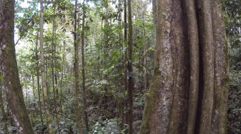 Tracking up the trunk of a large buttres... | Stock Video | Pond5