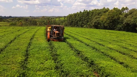 Tractor harvesting green tea in an Argen... | Stock Video | Pond5