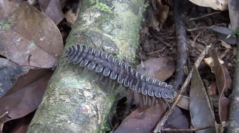 Tractor Millipede walking through lowlan... | Stock Video | Pond5