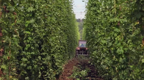Tractor passing rows of hop plant at fie... | Stock Video | Pond5