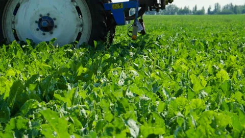 Tractor spraying the plants of sugar bee... | Stock Video | Pond5