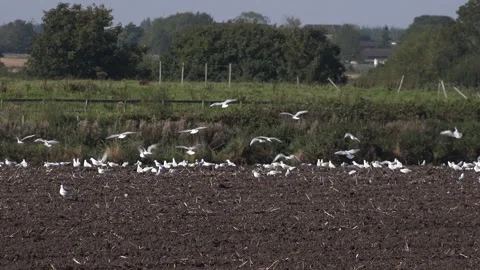 Tractors cutting crops on a farm with bi... | Stock Video | Pond5