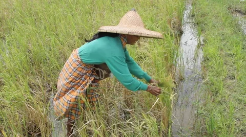 Traditional Filipino women plant rice in... | Stock Video | Pond5
