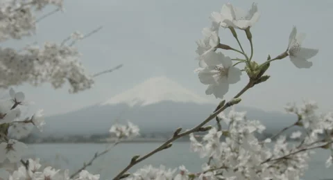 Non Colour Graded Stock Videos – Royalty-Free HD & 4K Videos