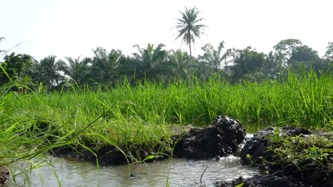 traditional system of irrigation on padd... | Stock Video | Pond5