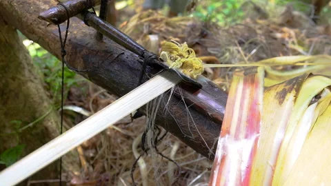Traditional Way of Making Abaca Fiber in... | Stock Video | Pond5