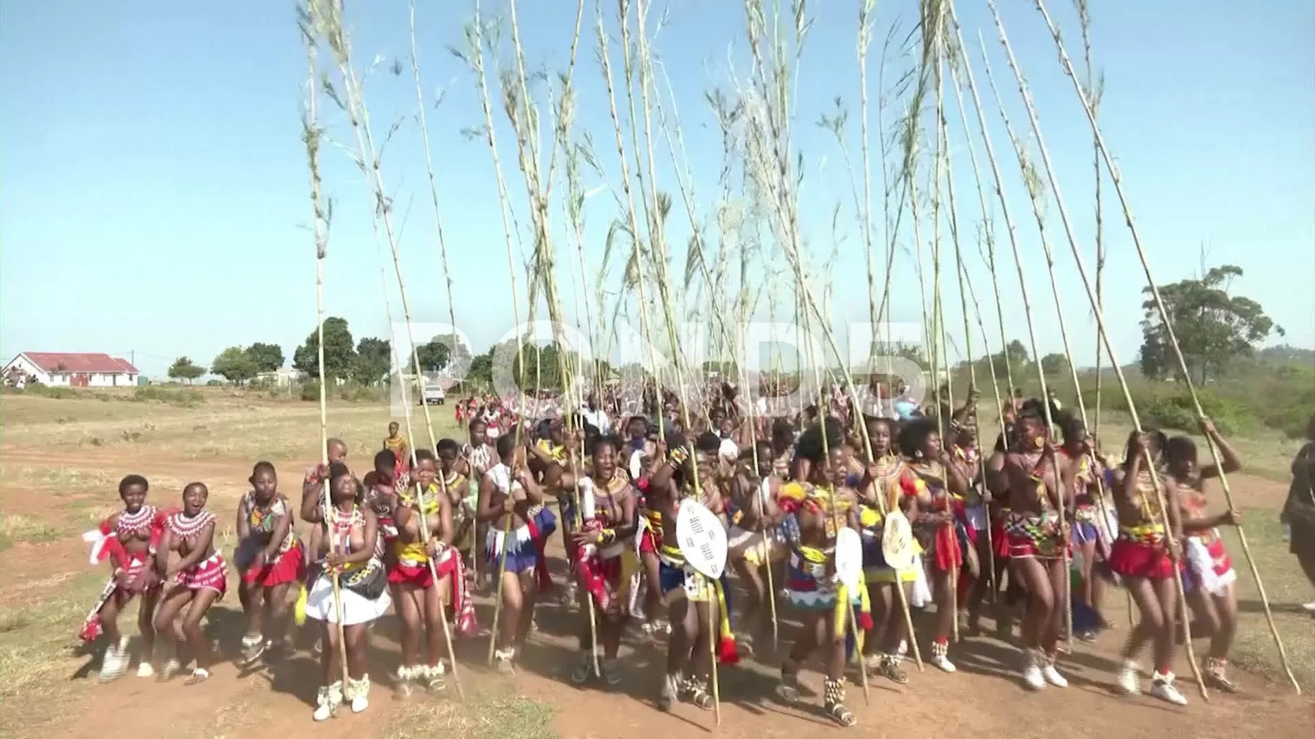 Zulu Reed Dance 2009 Zulu Maidens Take Part In Annual Reed Dance