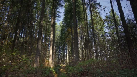 November Fall Morning Stock Videos – Royalty-Free HD & 4K Videos | Pond5