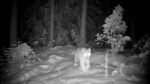 Trailcam footage: two lynx are moving th... | Stock Video | Pond5