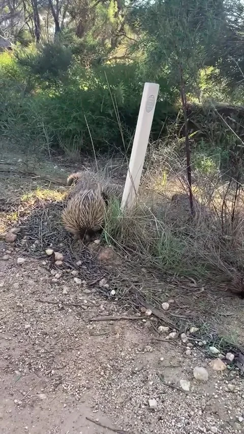 Echidna Australian Egglaying Monotreme Stock Footage