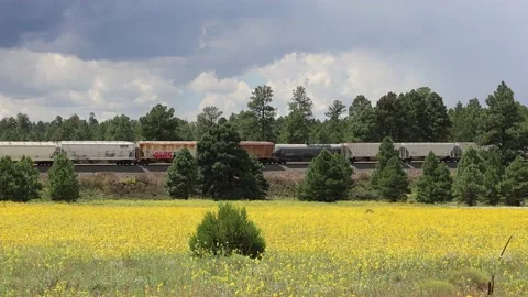 Train running through a wildflower field | Stock Video | Pond5