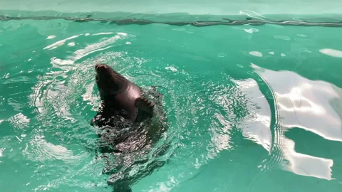 Seal Clapping Stock Videos – Royalty-Free HD & 4K Videos