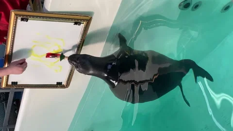 Seal Clapping Stock Videos – Royalty-Free HD & 4K Videos