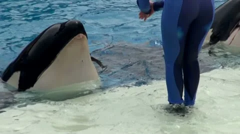 Trained Killer whales (Orca) | Stock Video | Pond5