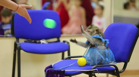 Trained monkey in costume sits on chair ... | Stock Video | Pond5