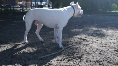 training white American Bully dog at the... | Stock Video | Pond5