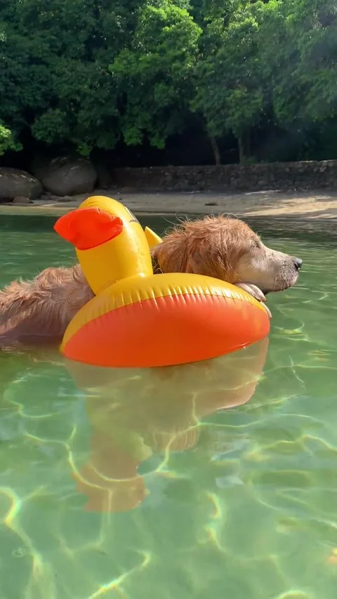 Inflatable Pool Animal Stock Videos – Royalty-Free HD & 4K Videos | Page 3
