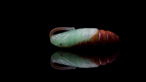 Transformation growing and changing with... | Stock Video | Pond5