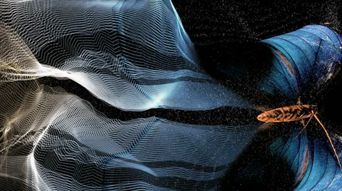 Butterfly Ueffect Stock Videos – Royalty-Free HD & 4K Videos