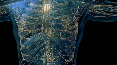 Transparent Body Stock Videos – Royalty-Free HD & 4K Videos | Page 6