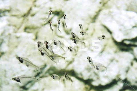 Transparent fish larvae with fishbone ~ Premium Photo #86418459