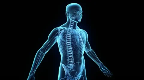 Transparent Human Body | Stock Video | Pond5