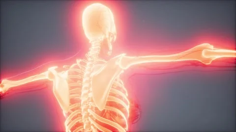 Transparent Human Body with Visible Bone... | Stock Video | Pond5