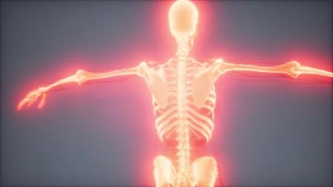 Transparent Human Body with Visible Bone... | Stock Video | Pond5