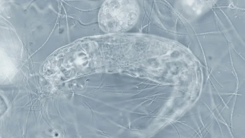 transparent microorganism under the micr... | Stock Video | Pond5