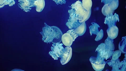 transparent sea creatures jellyfish swim... | Stock Video | Pond5