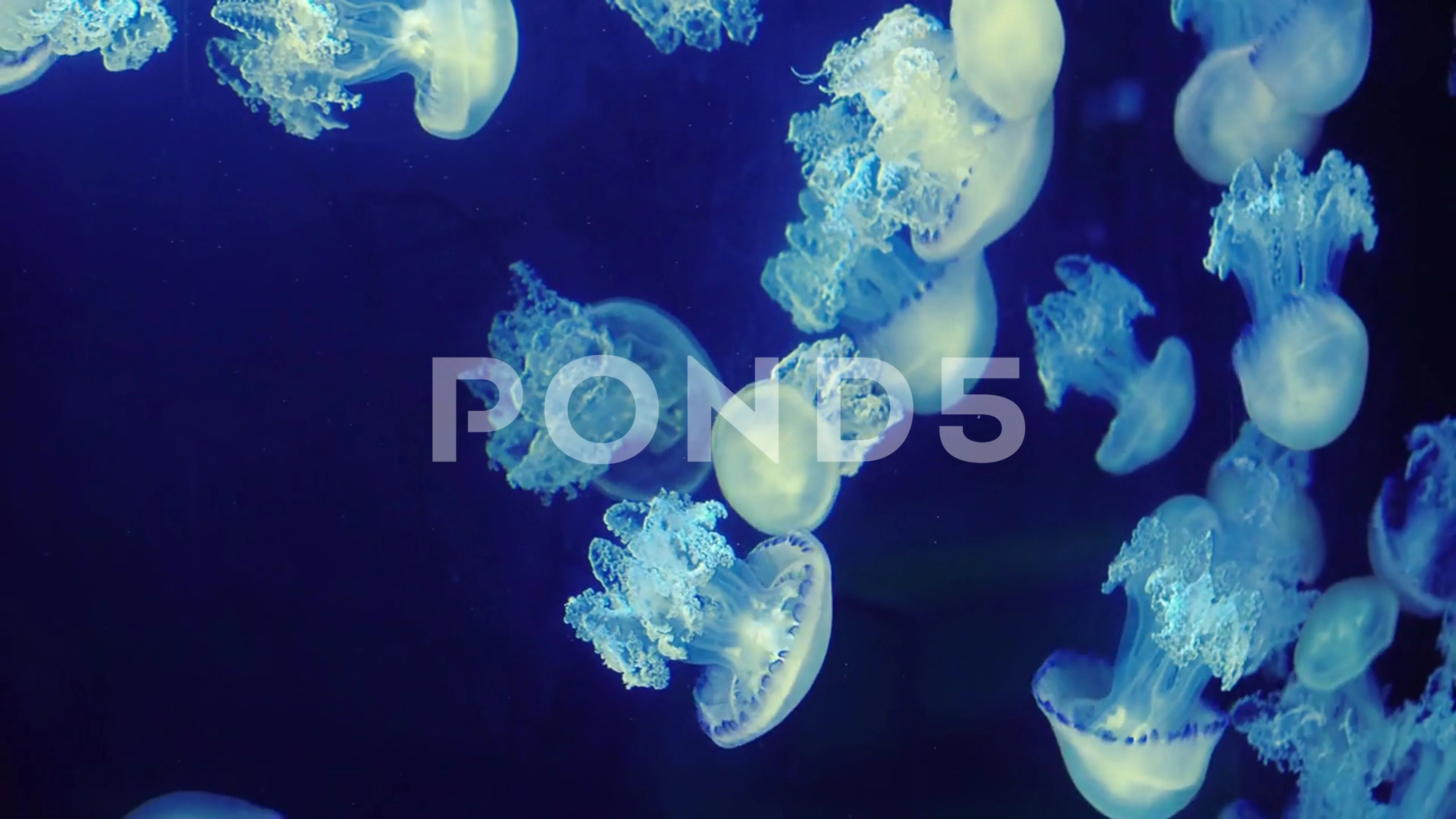 Transparent Sea Creatures