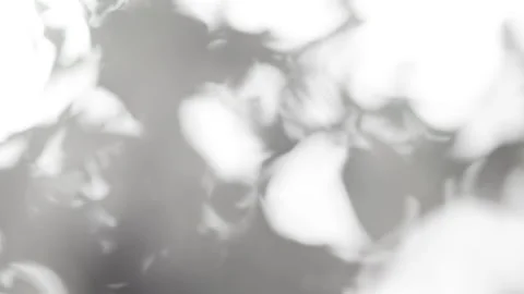 Tree Shadow Overlay Stock Videos – Royalty-Free HD & 4K Videos | Page 5