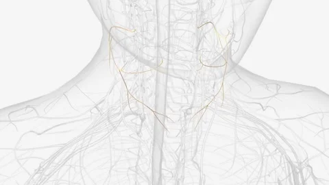 Transverse Cervical Nerve IDEAS AND INNOVATIONS
