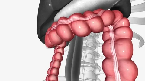 Transverse Colon Stock Footage ~ Royalty Free Stock Videos | Pond5