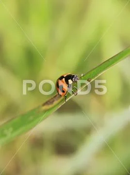 Transverse Ladybird Beetle - Coccinella Transversalis ~ Hi Res #155737158