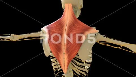 Trapezius Muscle anatomy for medical concept 3D rendering: Graphic ...
