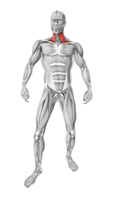 Trapezius muscles in the human muscular ... | Stock Video | Pond5