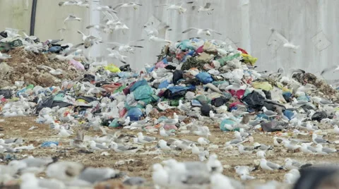 Trash garbage in huge landfill with bird... | Stock Video | Pond5