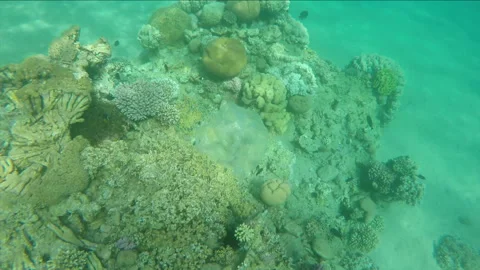 Trash plastic bag floats over coral reef... | Stock Video | Pond5